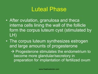 Menstrual cycle | PPT