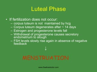 Menstrual cycle | PPT