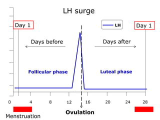 Menstrual cycle | PPT