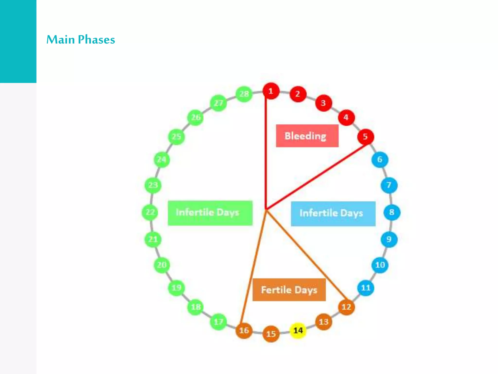 Menstrual cycle | PPT