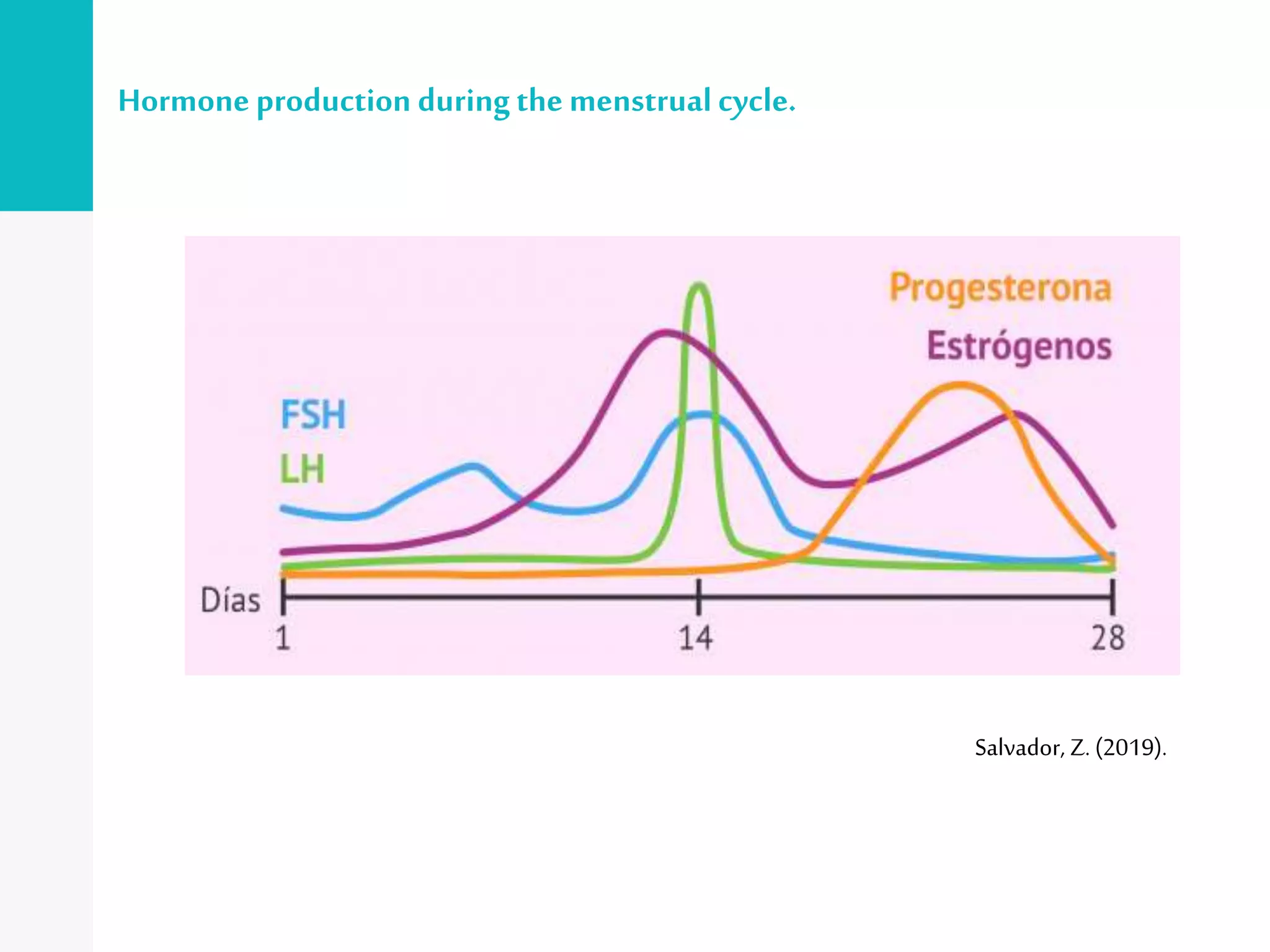 Menstrual cycle | PPT