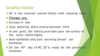 Menstrual cycle | PPTX