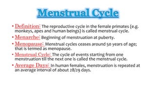 Menstrual cycle | PPTX