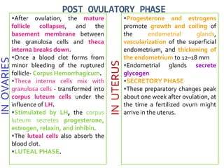 Menstrual cycle | PPTX