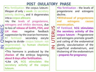 Menstrual cycle | PPTX
