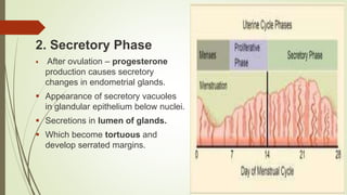 Menstrual cycle | PPTX