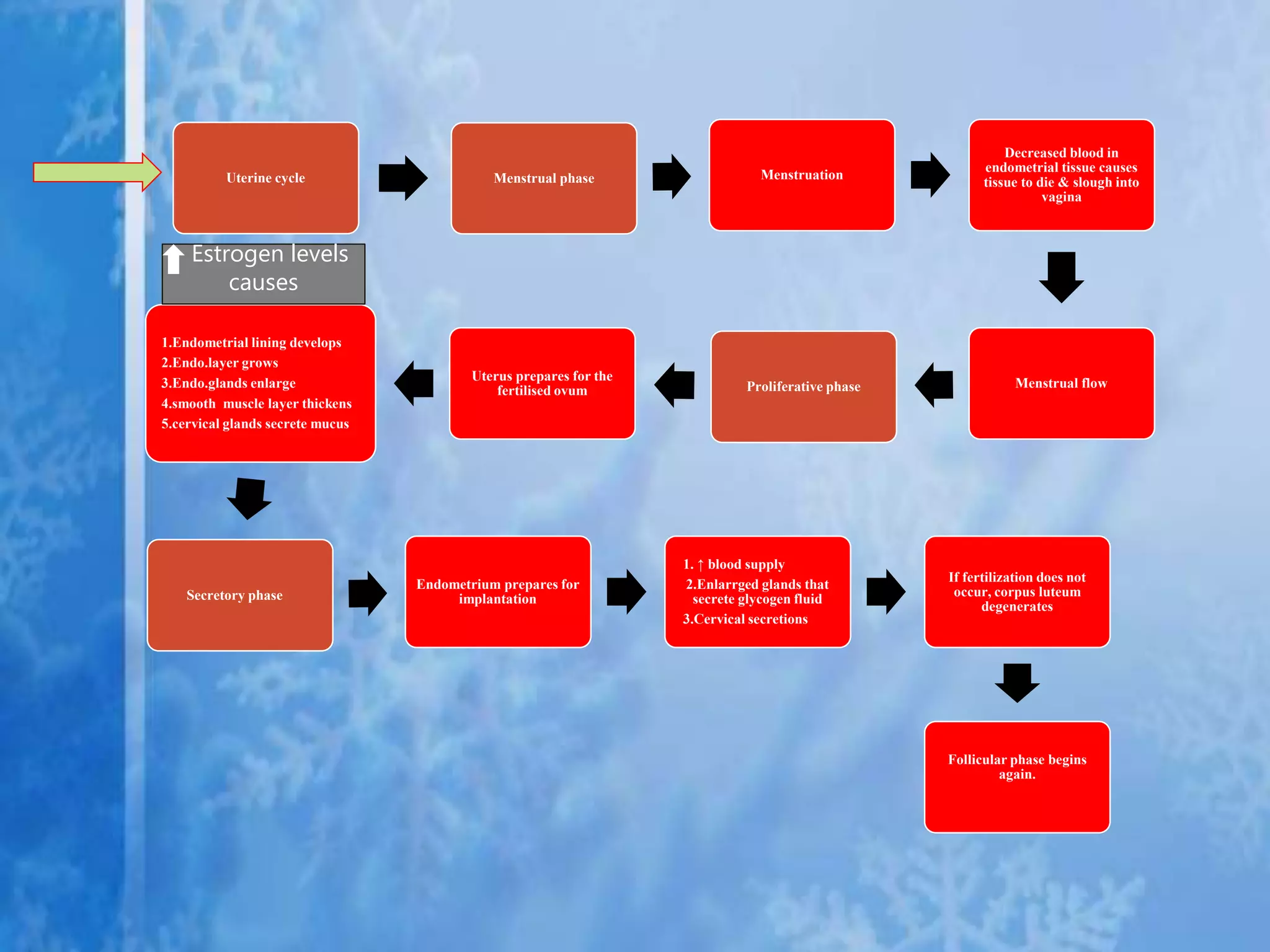 Menstrual Cycle PPT menstrual-cycle-ppt