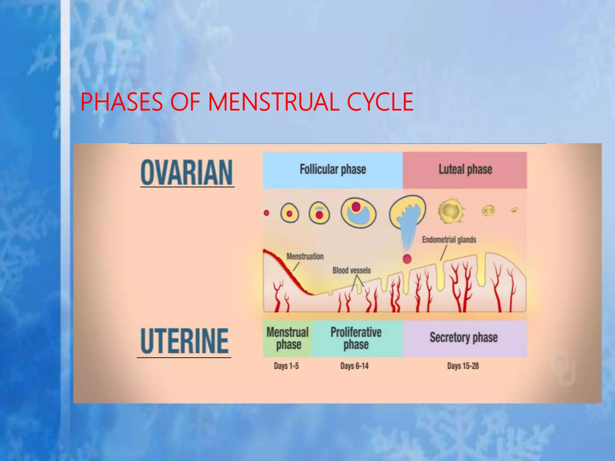 Menstrual cycle | PPT
