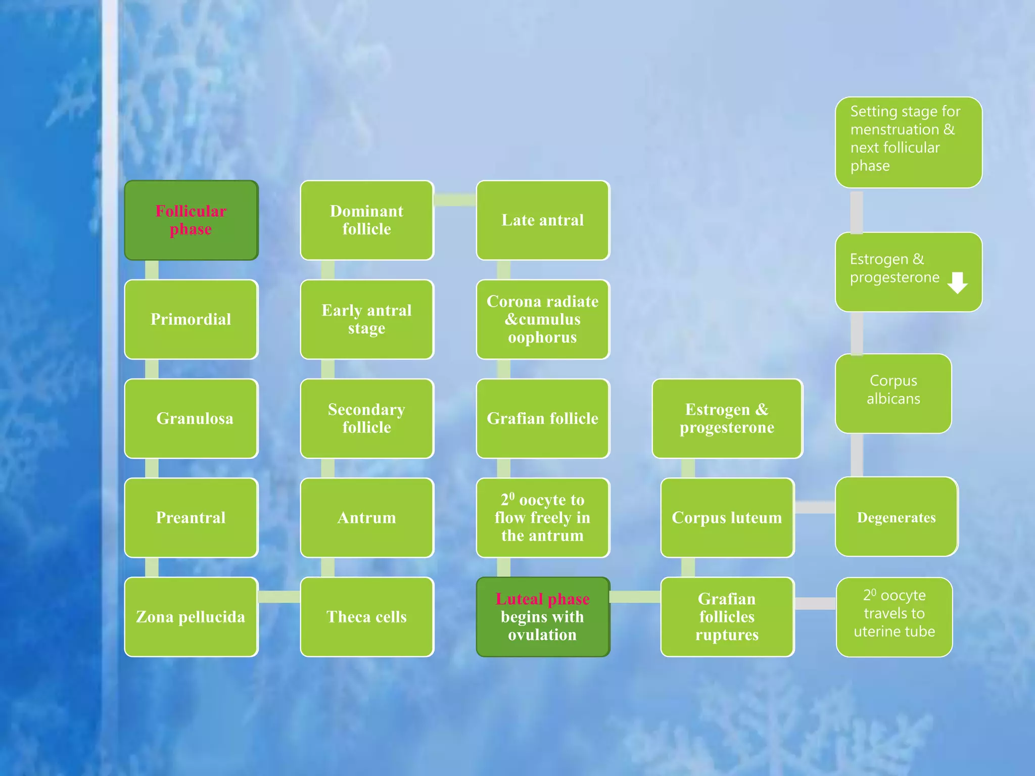 Menstrual Cycle PPT menstrual-cycle-ppt