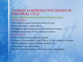 Menstrual cycle | PPTX