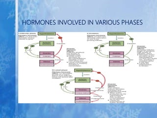 Menstrual cycle | PPT