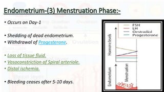 Menstrual cycle | PPTX