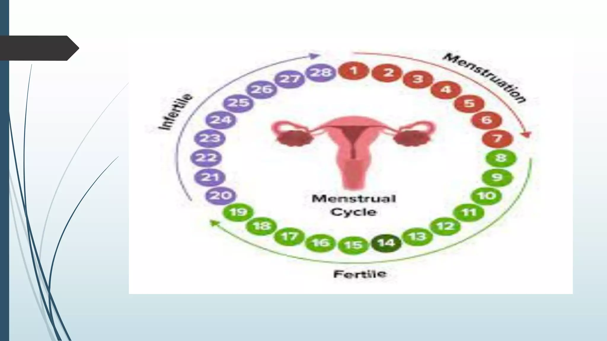 MENSTRUAL CYCLE.pdf