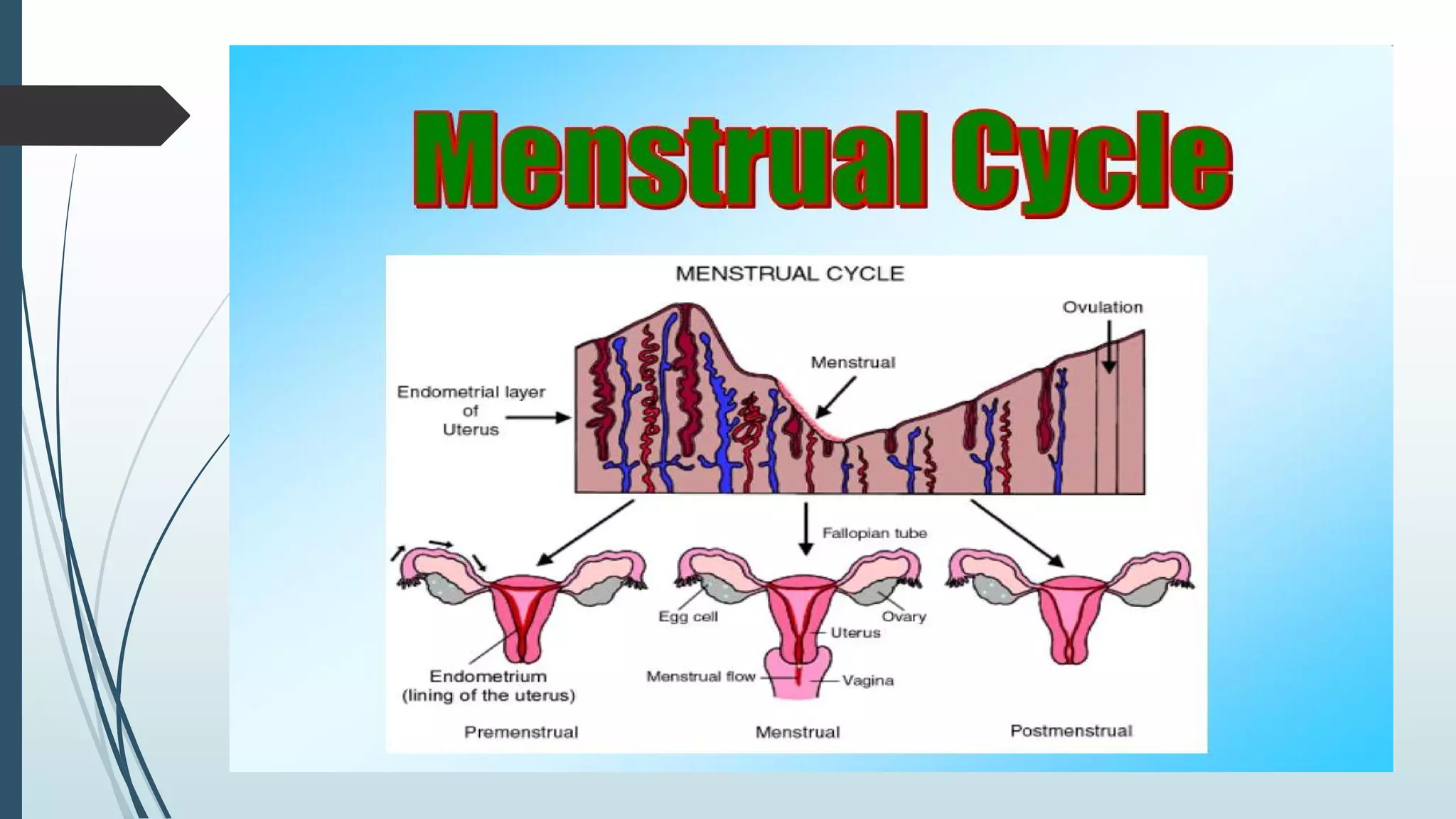 MENSTRUAL CYCLE.pdf