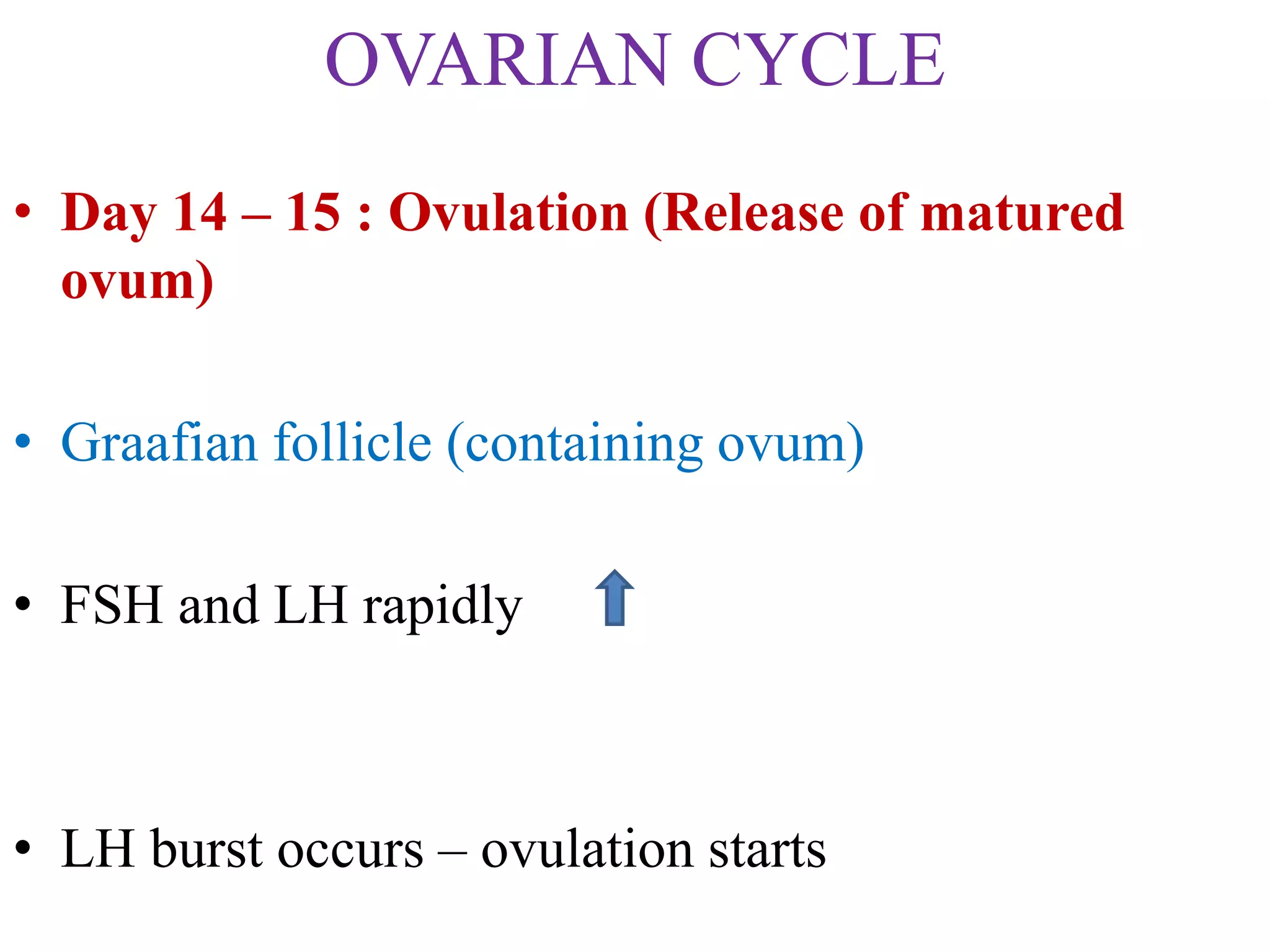 MENSTRUAL CYCLE.pptx