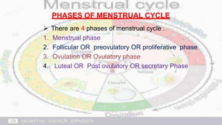 menstrual cycle.pptx