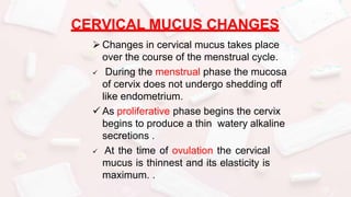 menstrual cycle.pptx