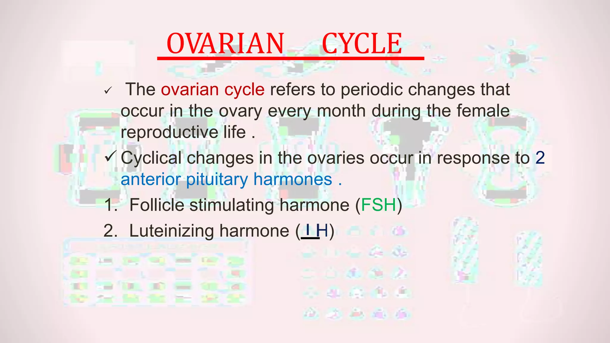 menstrual cycle.pptx