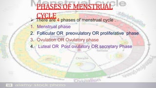 menstrual cycle.pptx