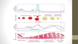 menstrual cycle.pptx