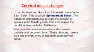 menstrual cycle.pptx