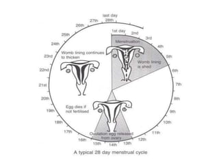 Menstrual_cycle.ppt