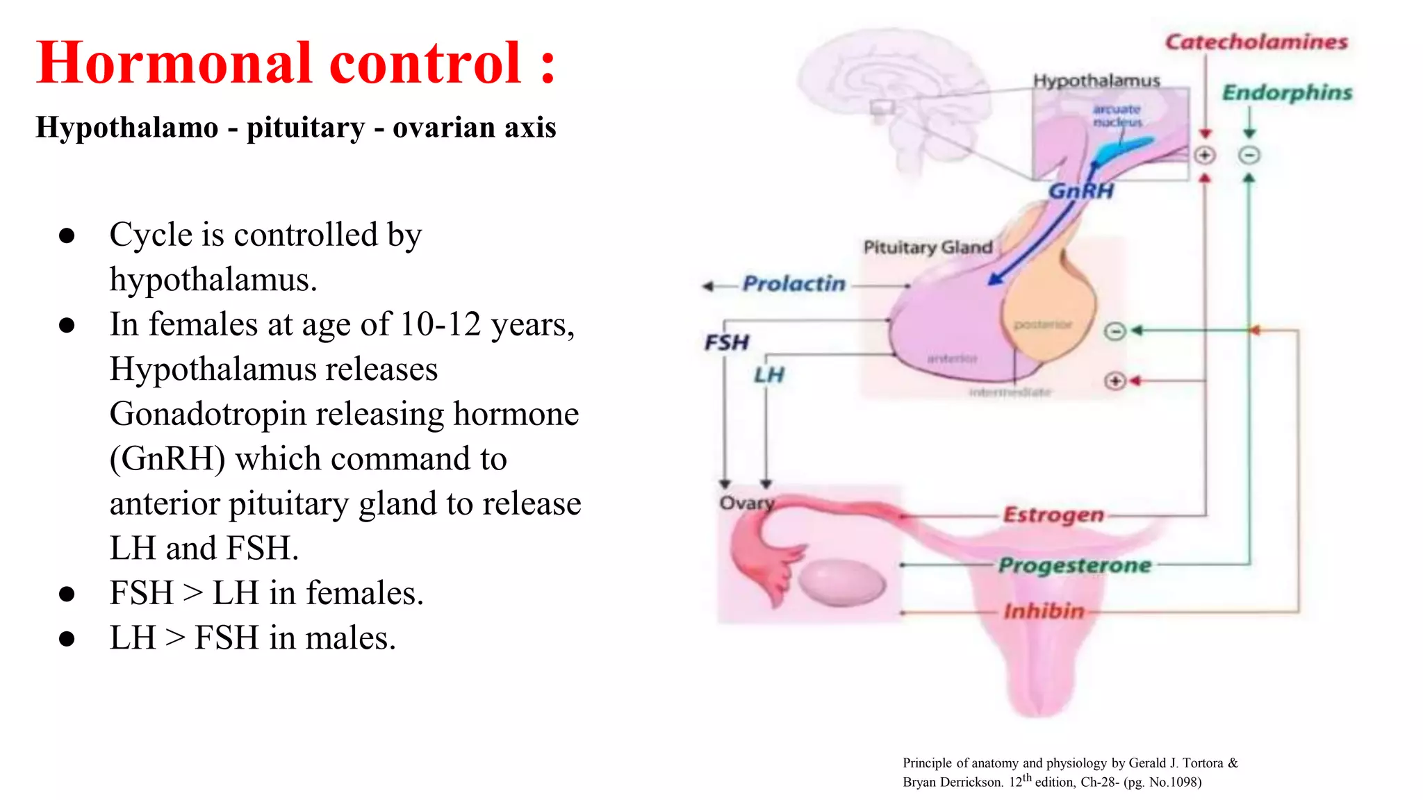 Menstrual cycle.pptx | Menopause | Endocrine and Metabolic Diseases