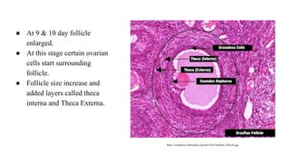 Menstrual cycle.pptx | Menopause | Endocrine and Metabolic Diseases