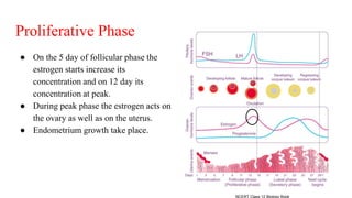 Menstrual cycle.pptx