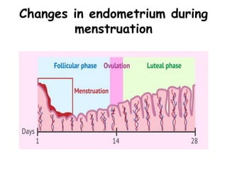 Menstrual cycle.pptx