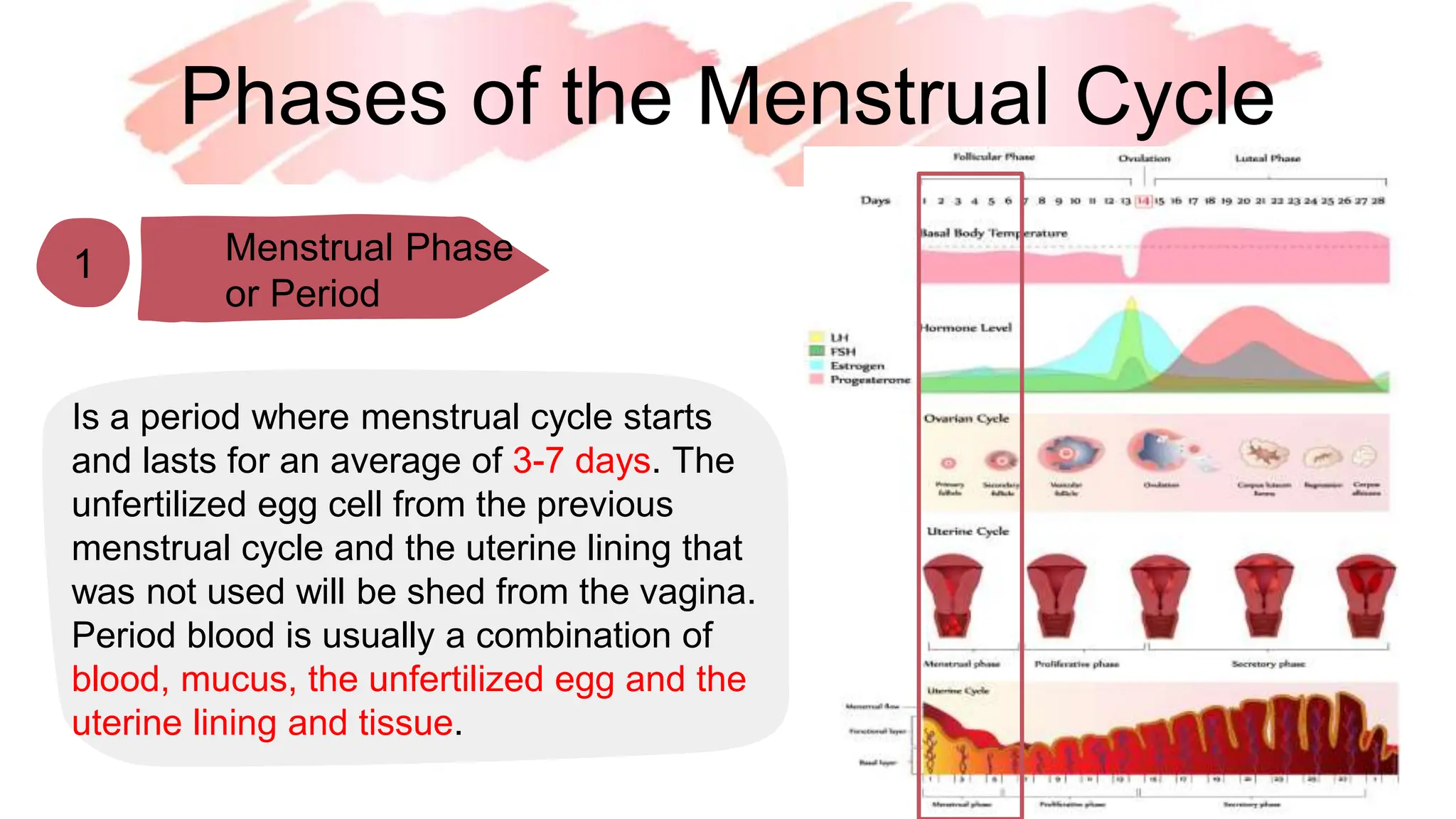 the menstrual cycle in female reproductive system | PPTX