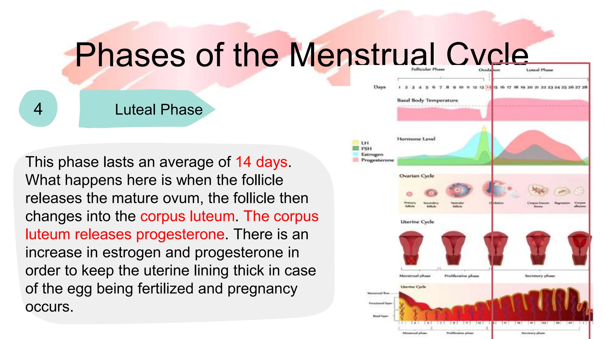 the menstrual cycle in female reproductive system | PPTX