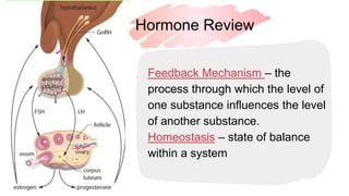 the menstrual cycle in female reproductive system | PPTX