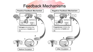 the menstrual cycle in female reproductive system | PPTX
