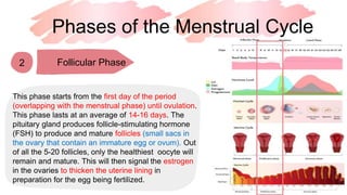 the menstrual cycle in female reproductive system | PPTX
