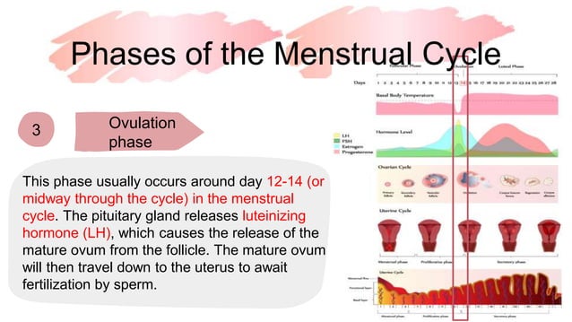 the menstrual cycle in female reproductive system | PPTX