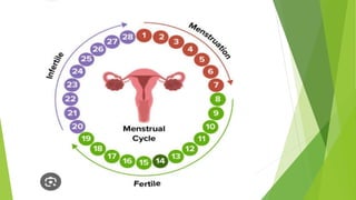 Menstrual Cycle for Grade 10 Science.pptx