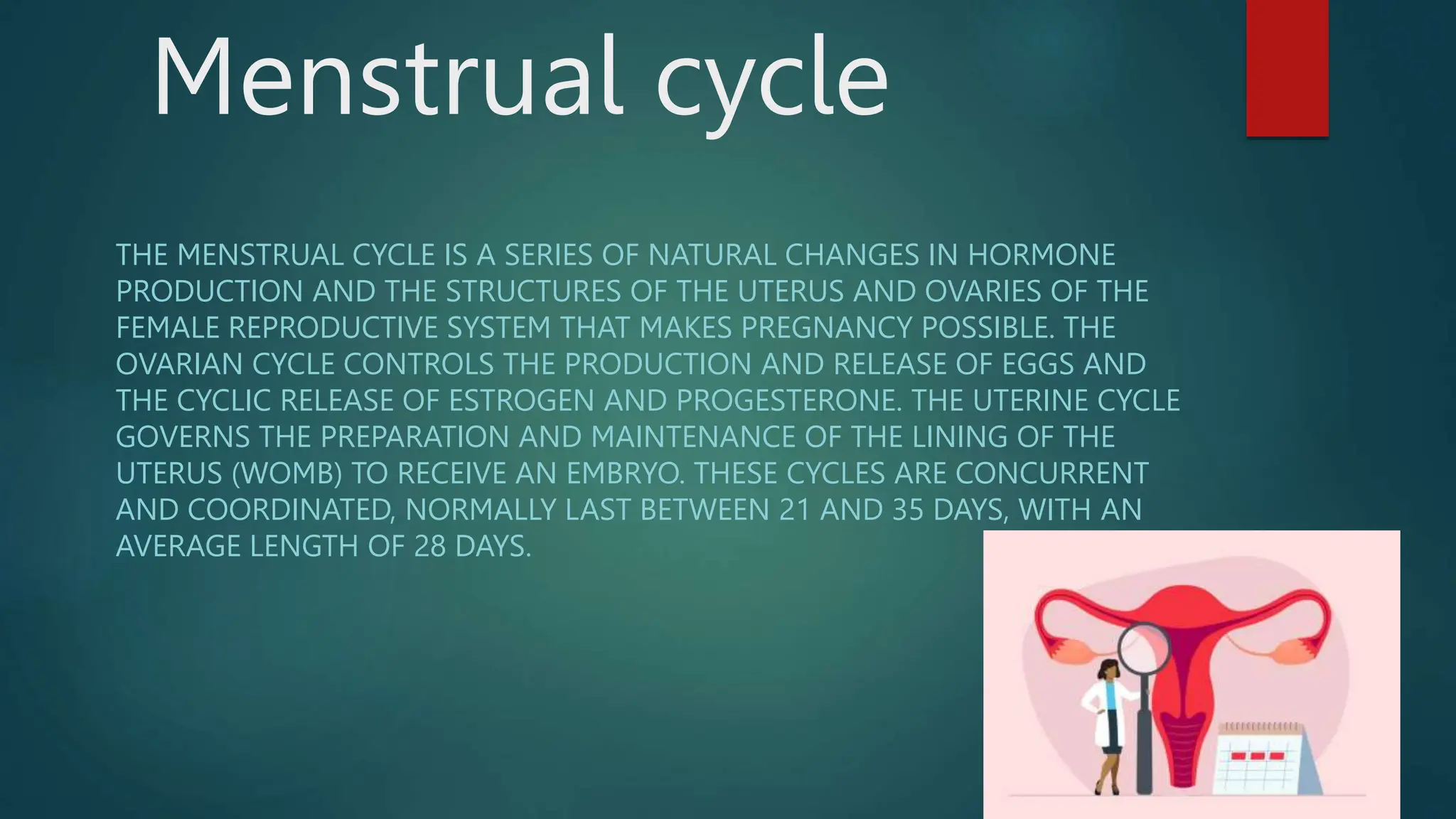 menstrual cycle in females subject gyanecology | PPT