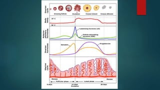 menstrual cycle in females subject gyanecology | PPT
