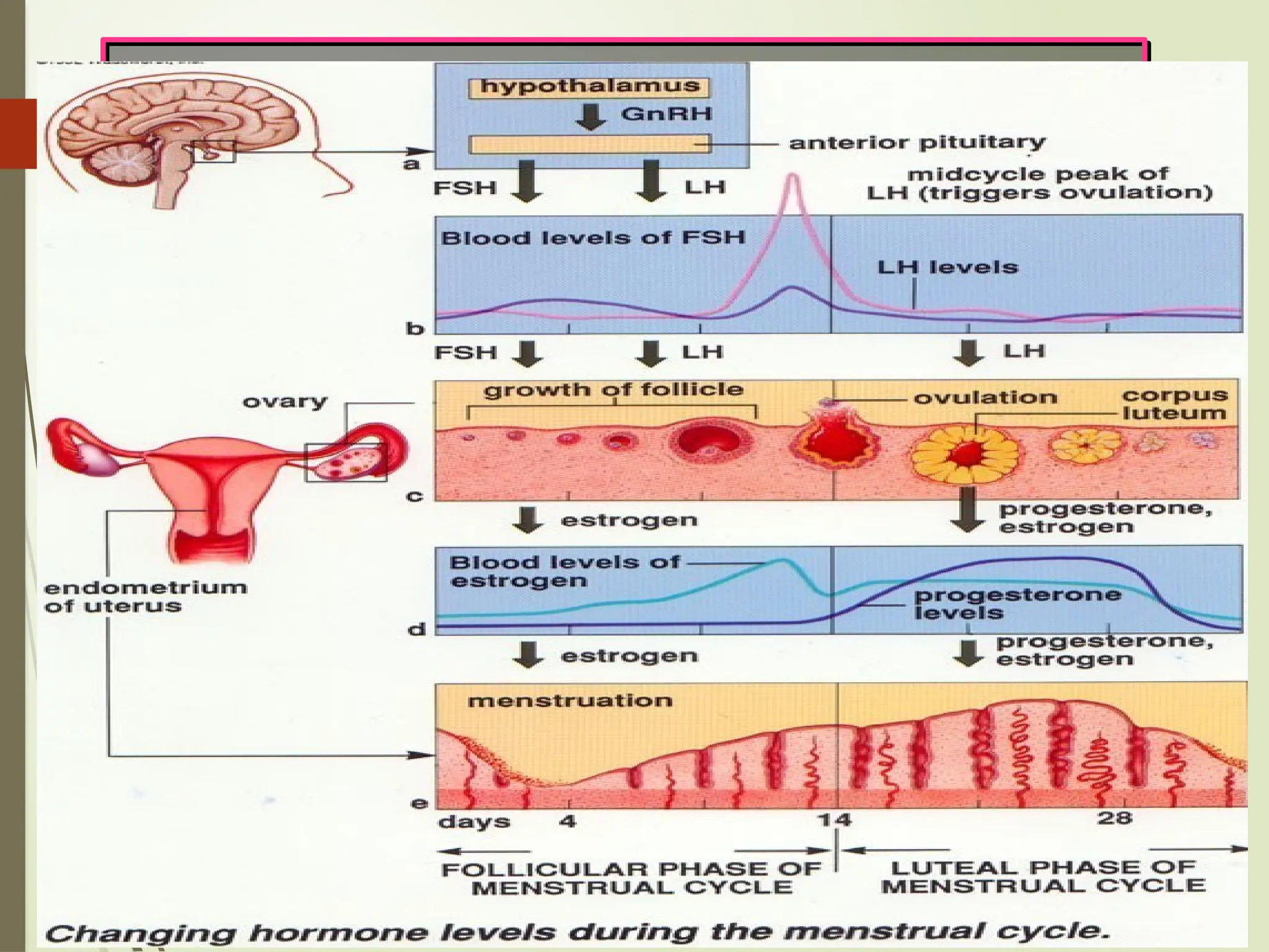 MENSTRUAL CYCLE .pptxxxxxxxxxxxxxxxxxxxxx | PPTX