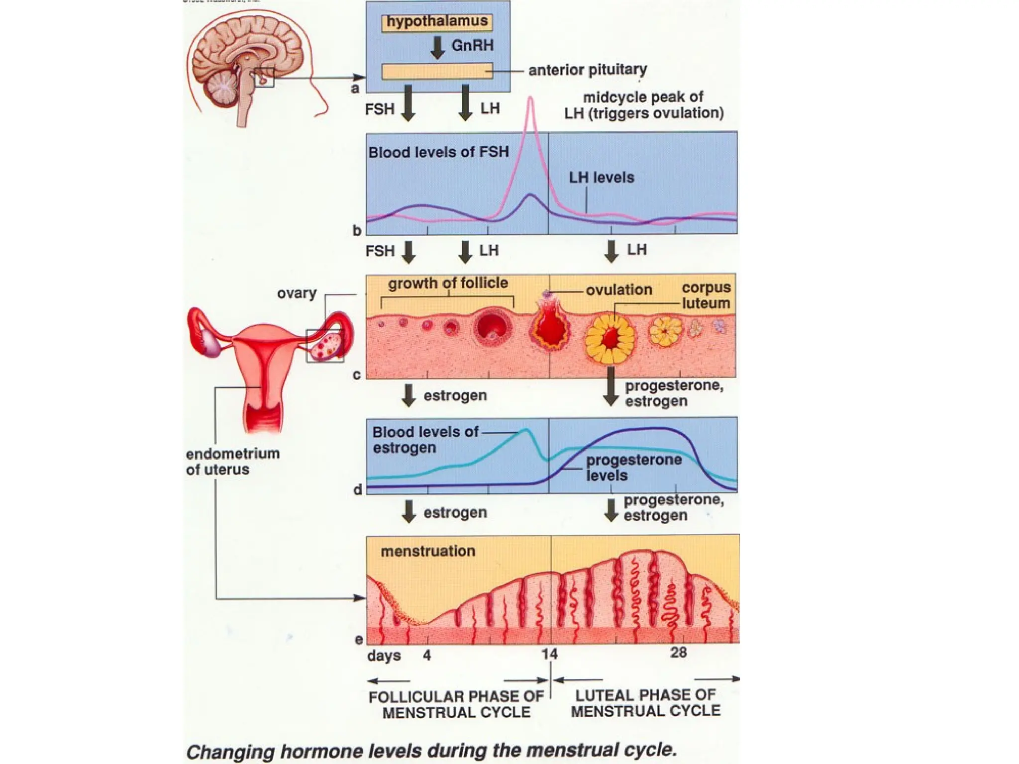 Menstrual Cycle menstrual cycle menstrual cycle | PPT