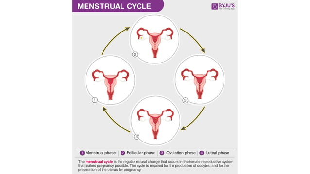 Menstrual Cycle &Ovulation Peroids .pptx