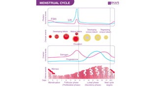 Menstrual Cycle &Ovulation Peroids .pptx