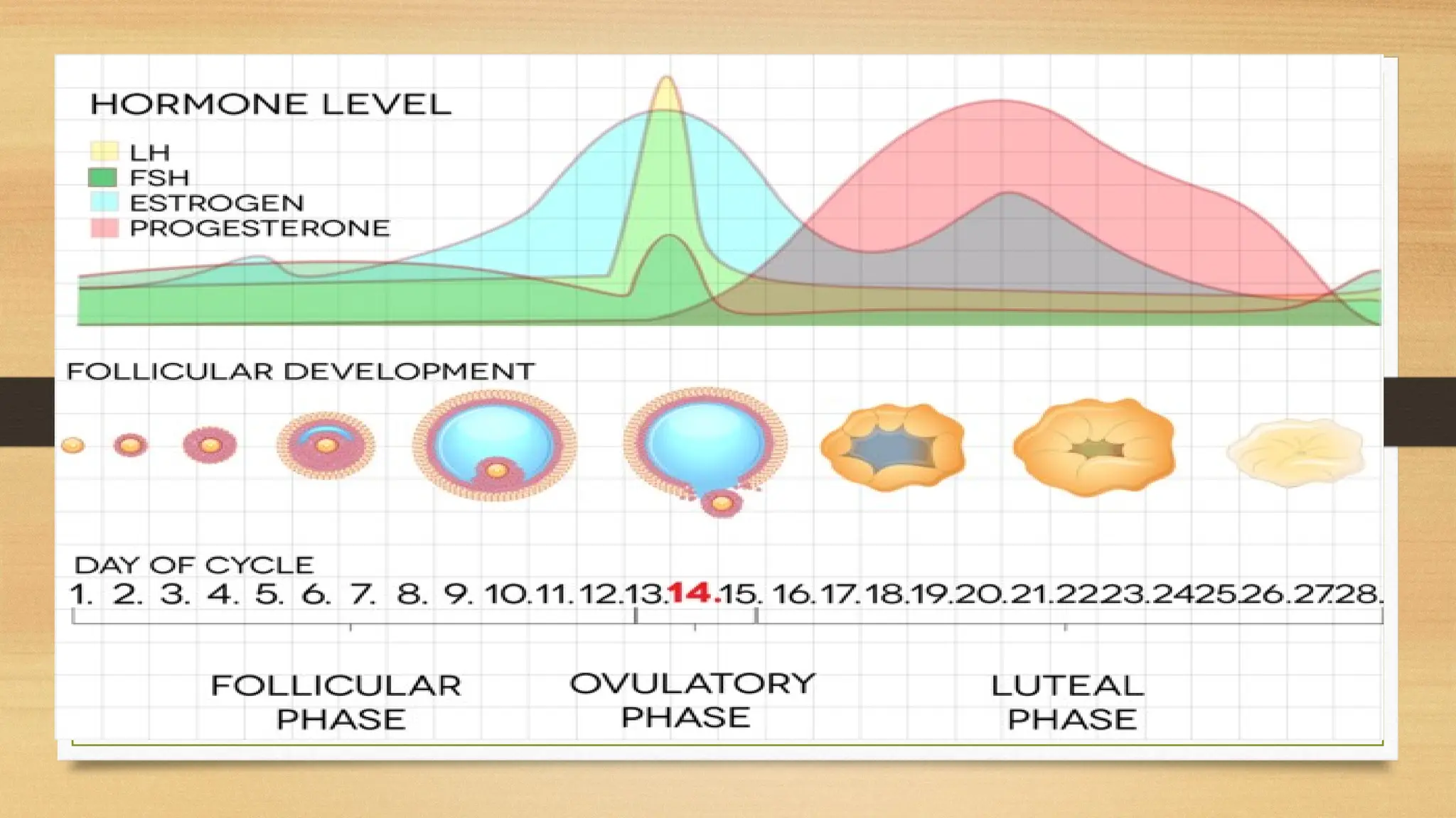 3rd Quarter Grade 10 Menstrual Cycle.pptx