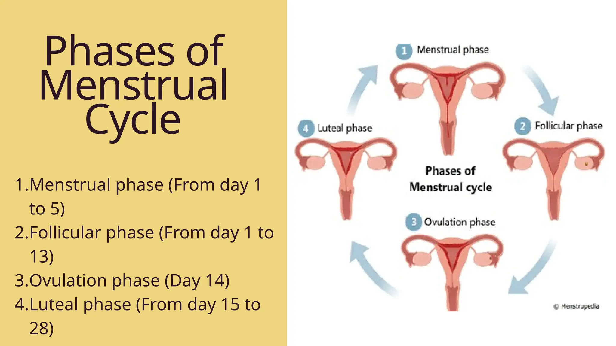 "Understanding the Menstrual Cycle: Hormonal Changes, Phases, and ...