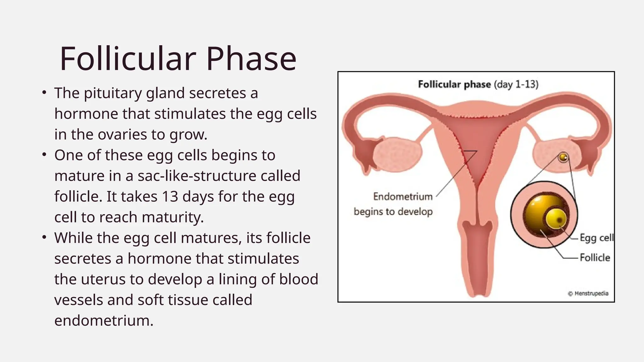 "Understanding the Menstrual Cycle: Hormonal Changes, Phases, and Reproductive Health Across the ...