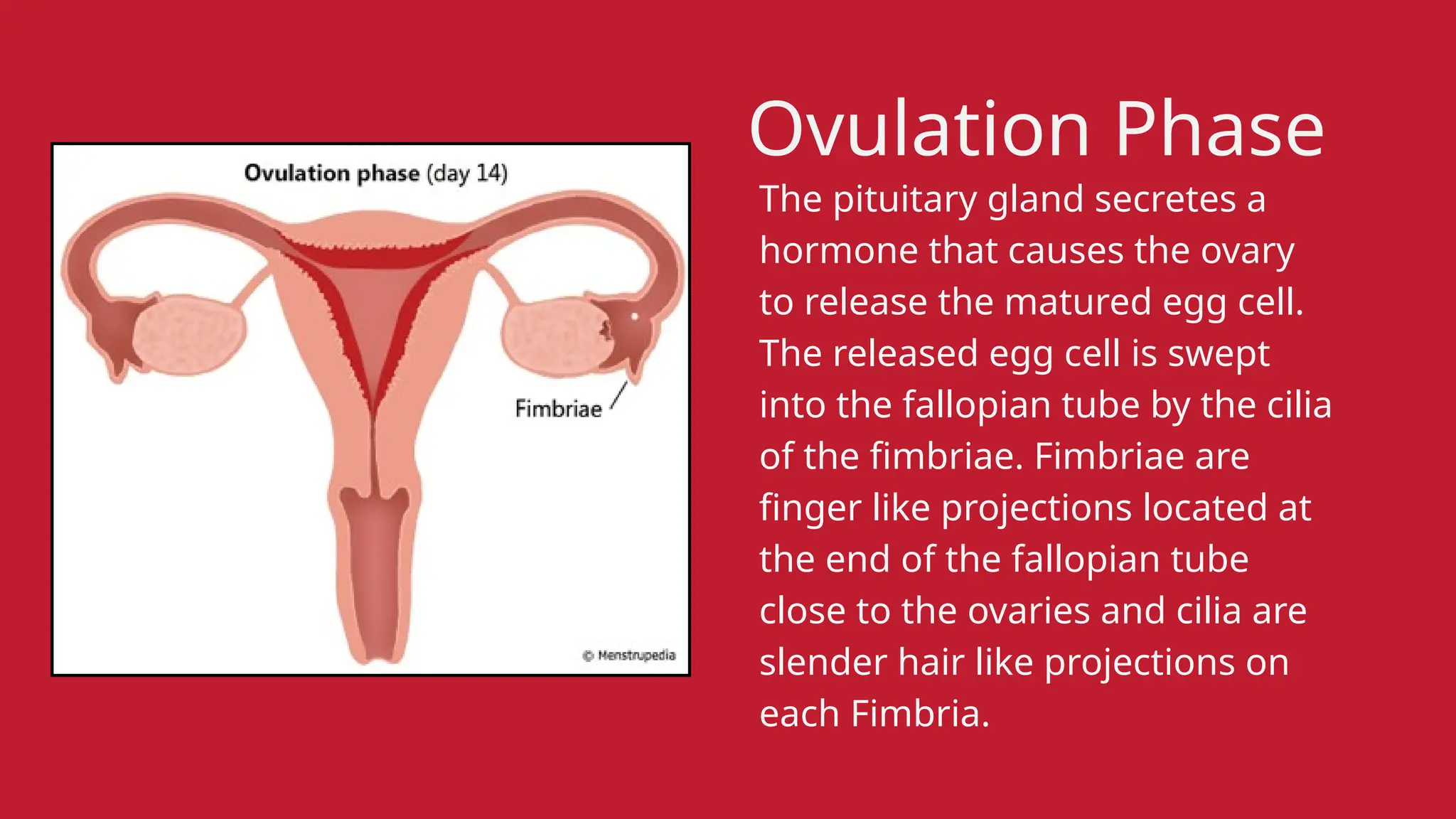 "Understanding the Menstrual Cycle: Hormonal Changes, Phases, and Reproductive Health Across the ...
