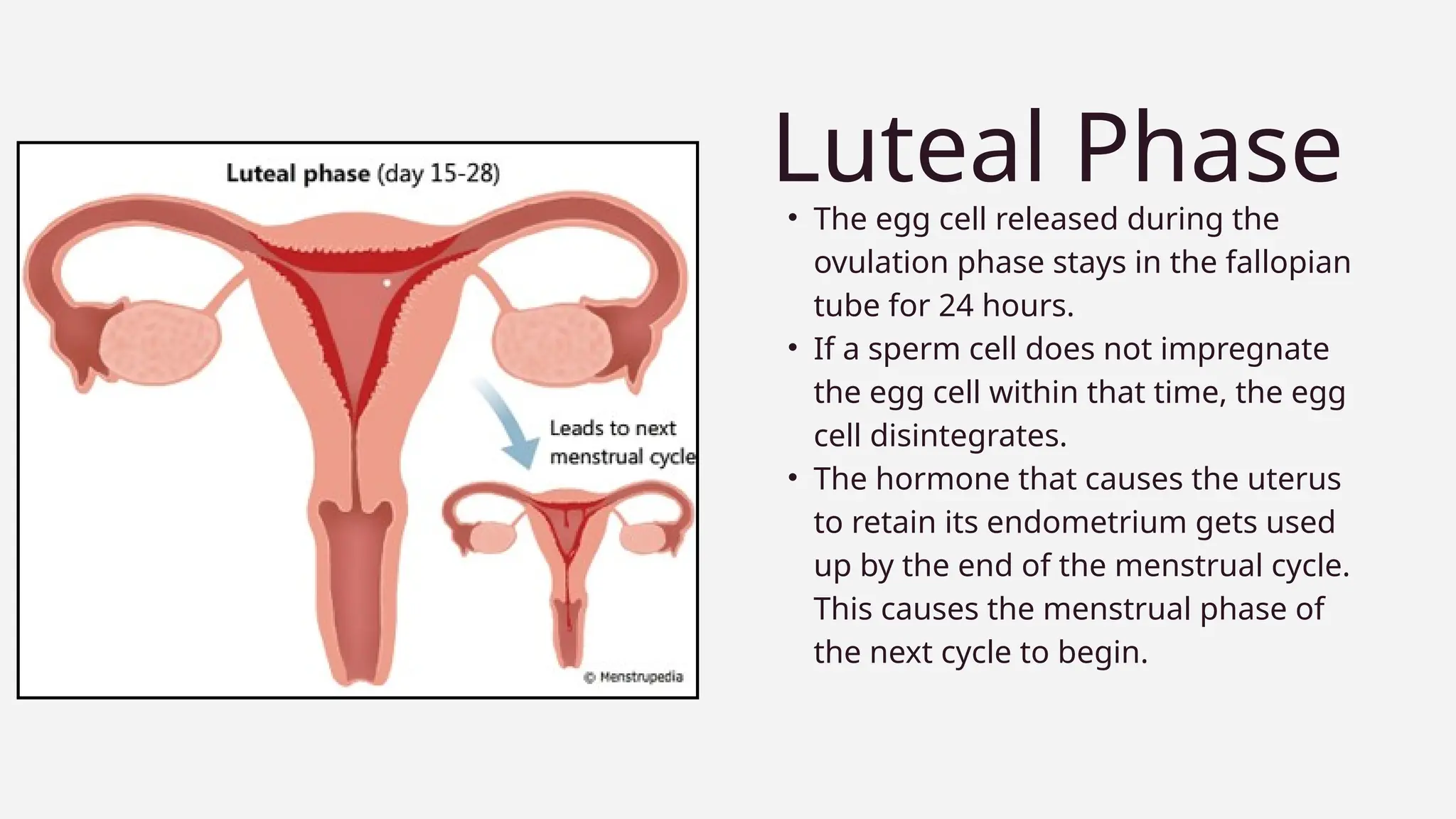 "Understanding the Menstrual Cycle: Hormonal Changes, Phases, and Reproductive Health Across the ...