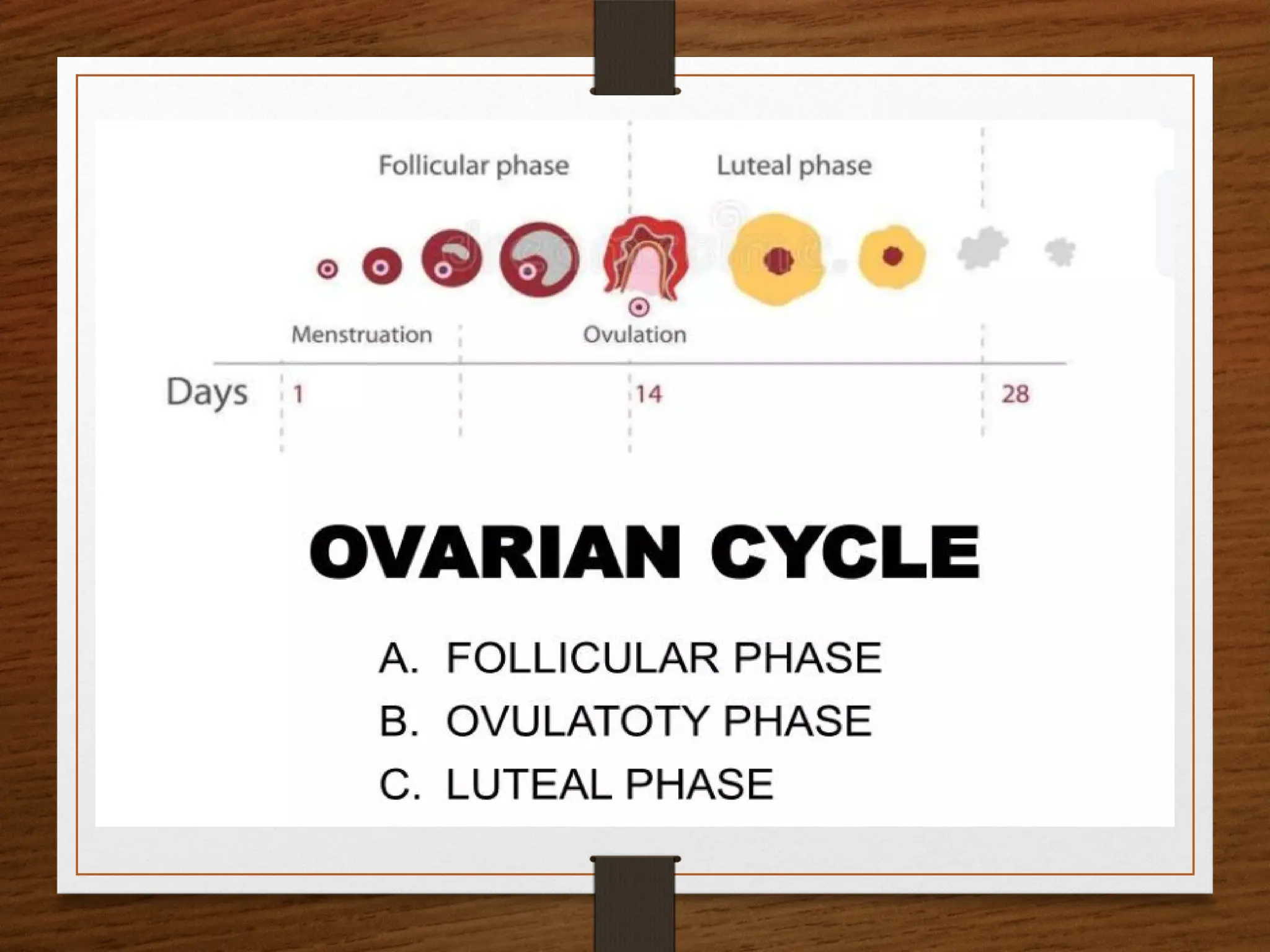 menstrual cycle.pptx female reproduction | PPTX