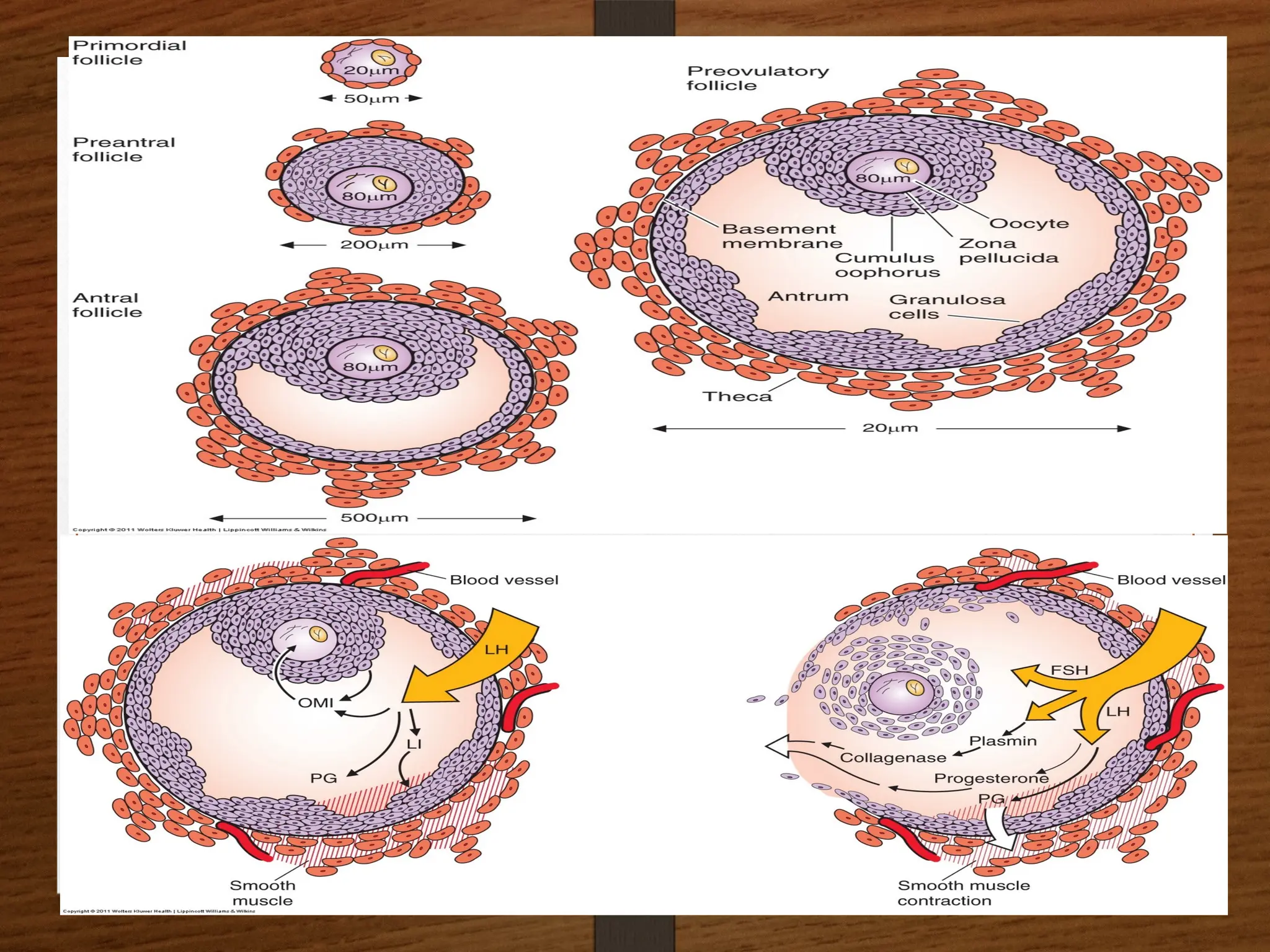 menstrual cycle.pptx female reproduction | PPTX